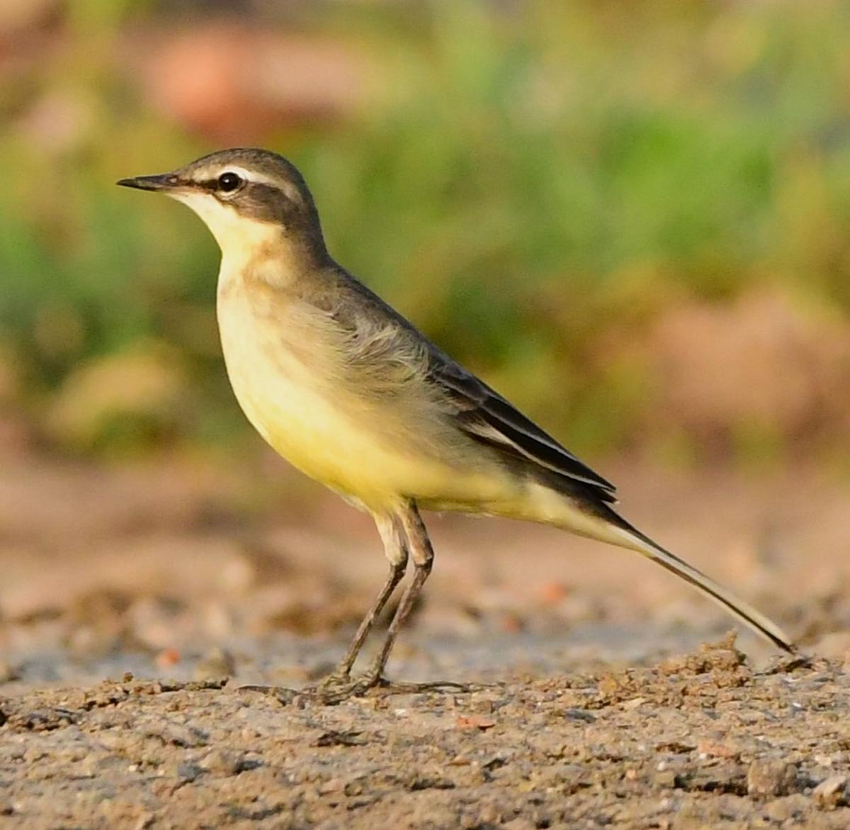 First set of migratory birds flock Chennai’s Pallikaranai marshland - The Hindu